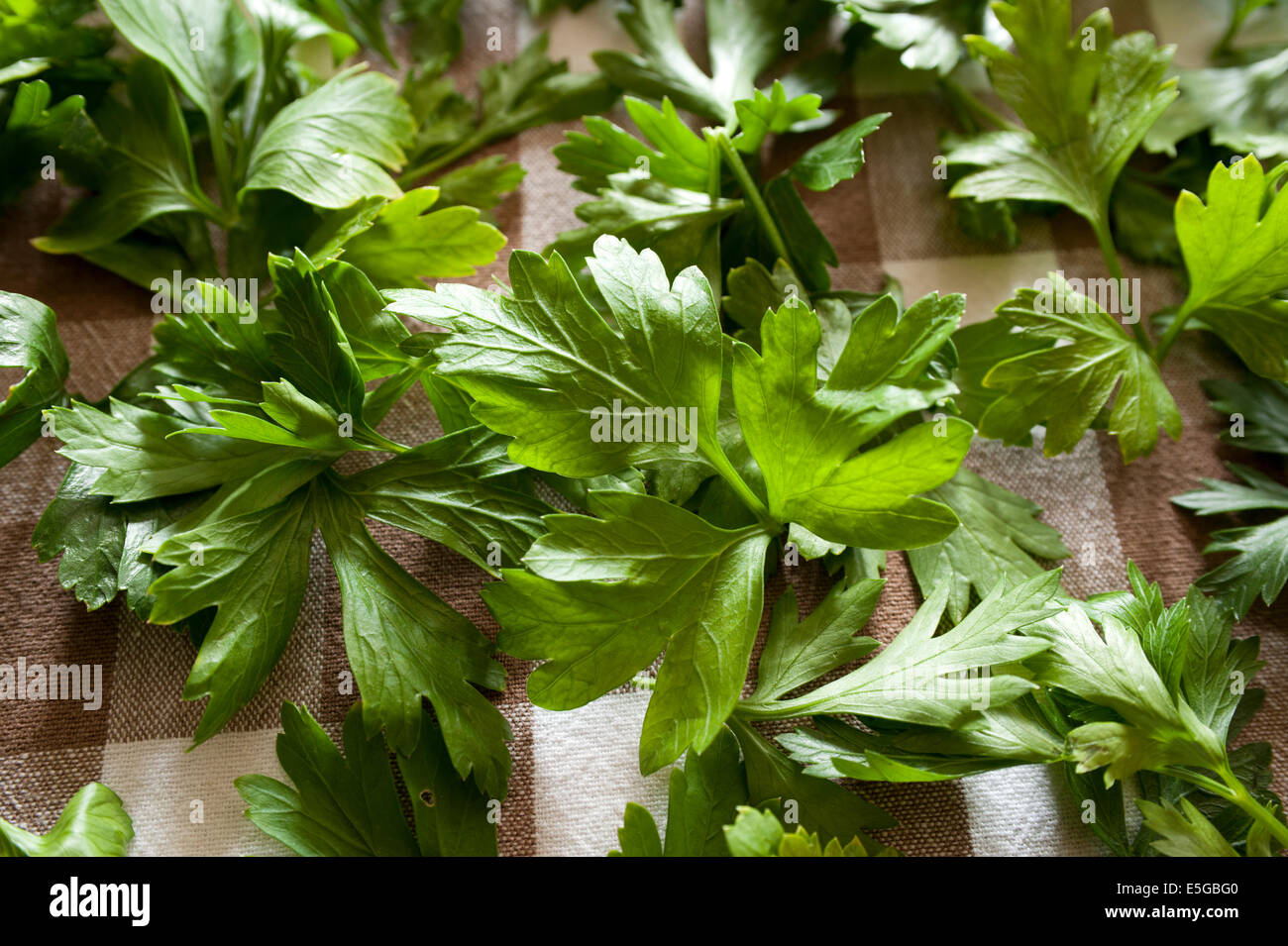 Leaf cloth hi-res stock photography and images - Alamy