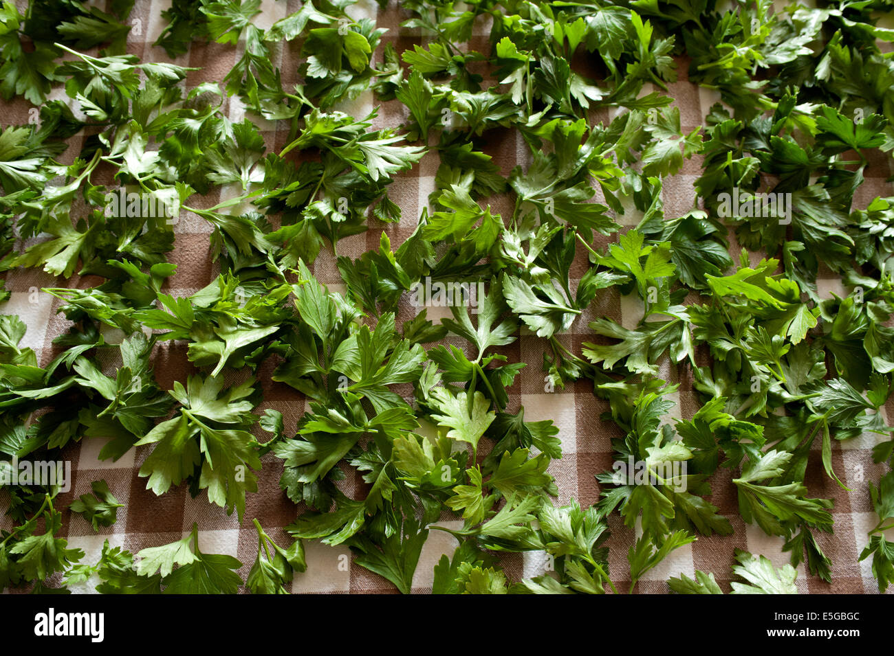 Parsley stalk hi-res stock photography and images - Alamy