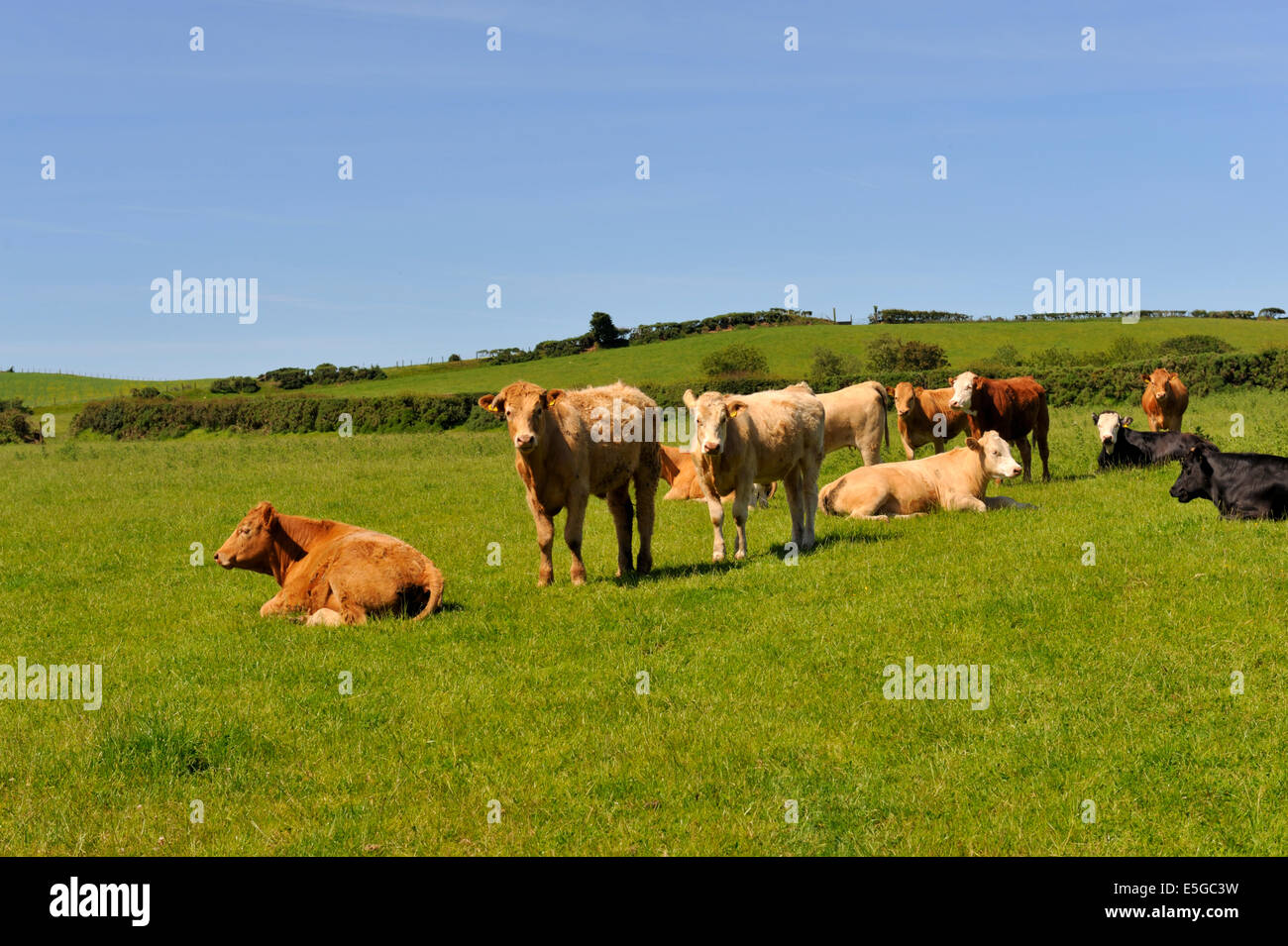 Cattle in field Stock Photo - Alamy