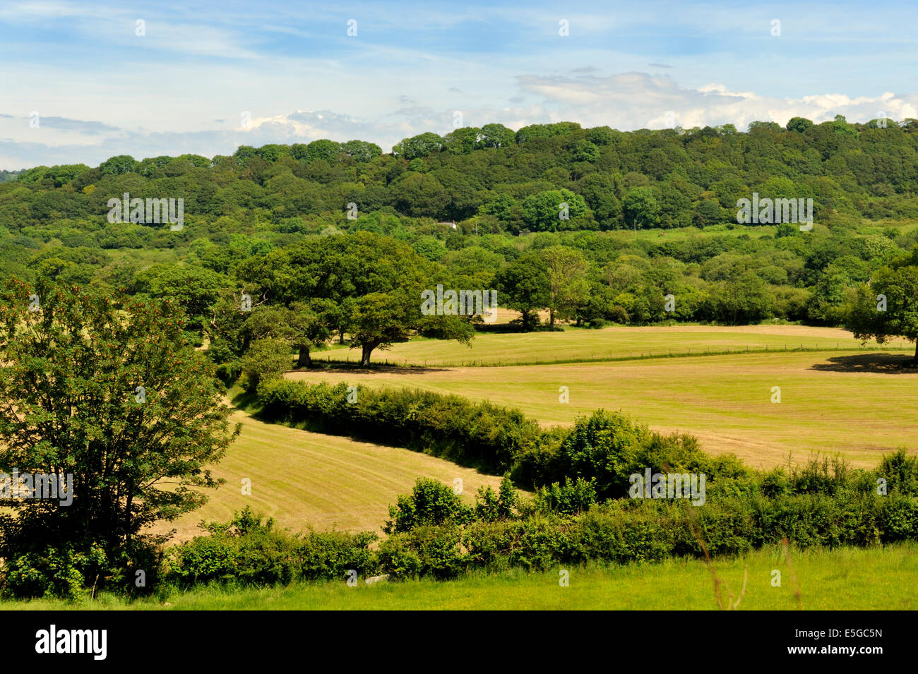 Cardigan fields hi-res stock photography and images - Alamy