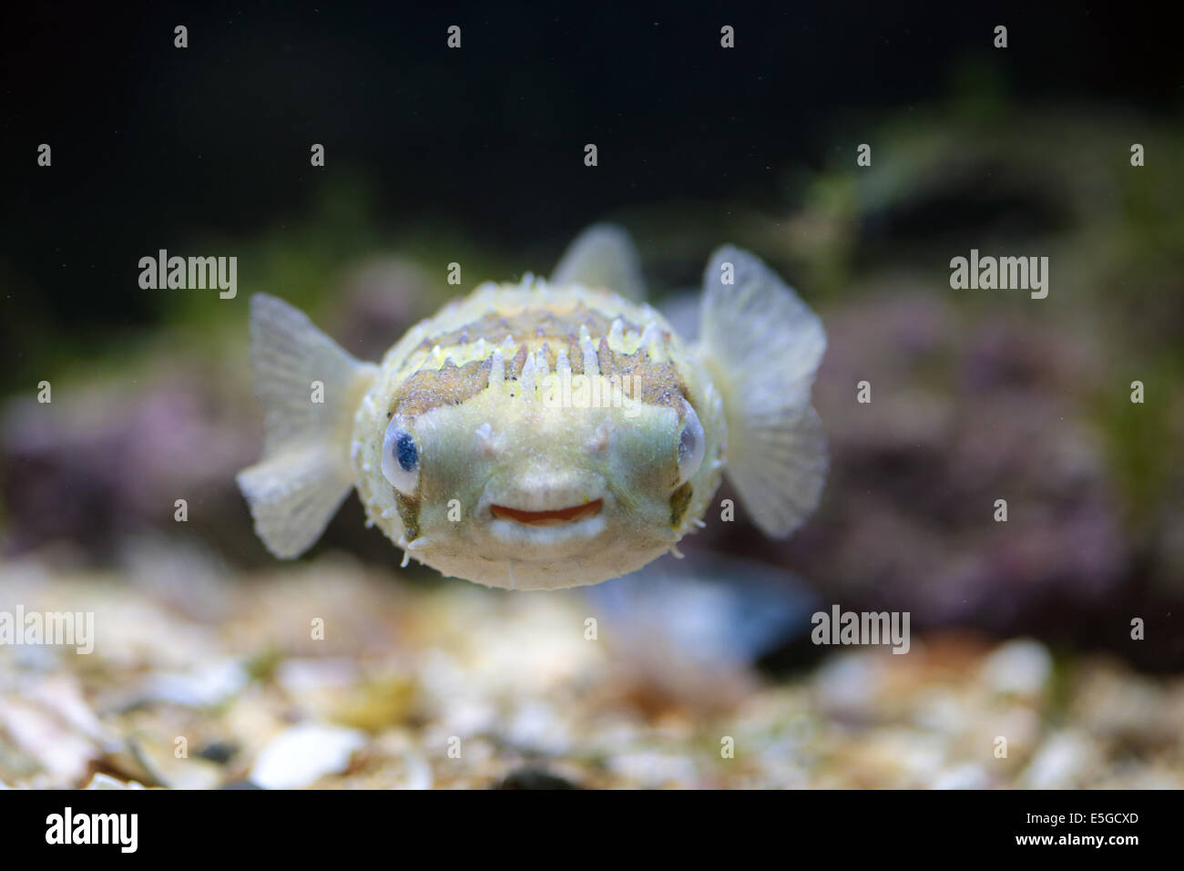 A small porcupinefish, also commonly known as blowfish, swimming near ...