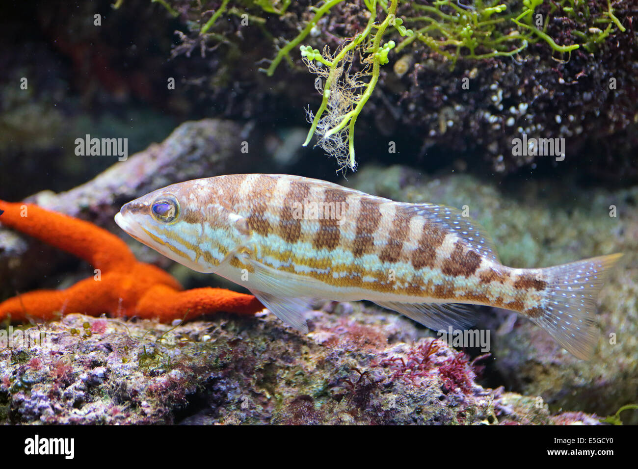 A striated fish swimming in aquarium near a red starfish on a reef ...