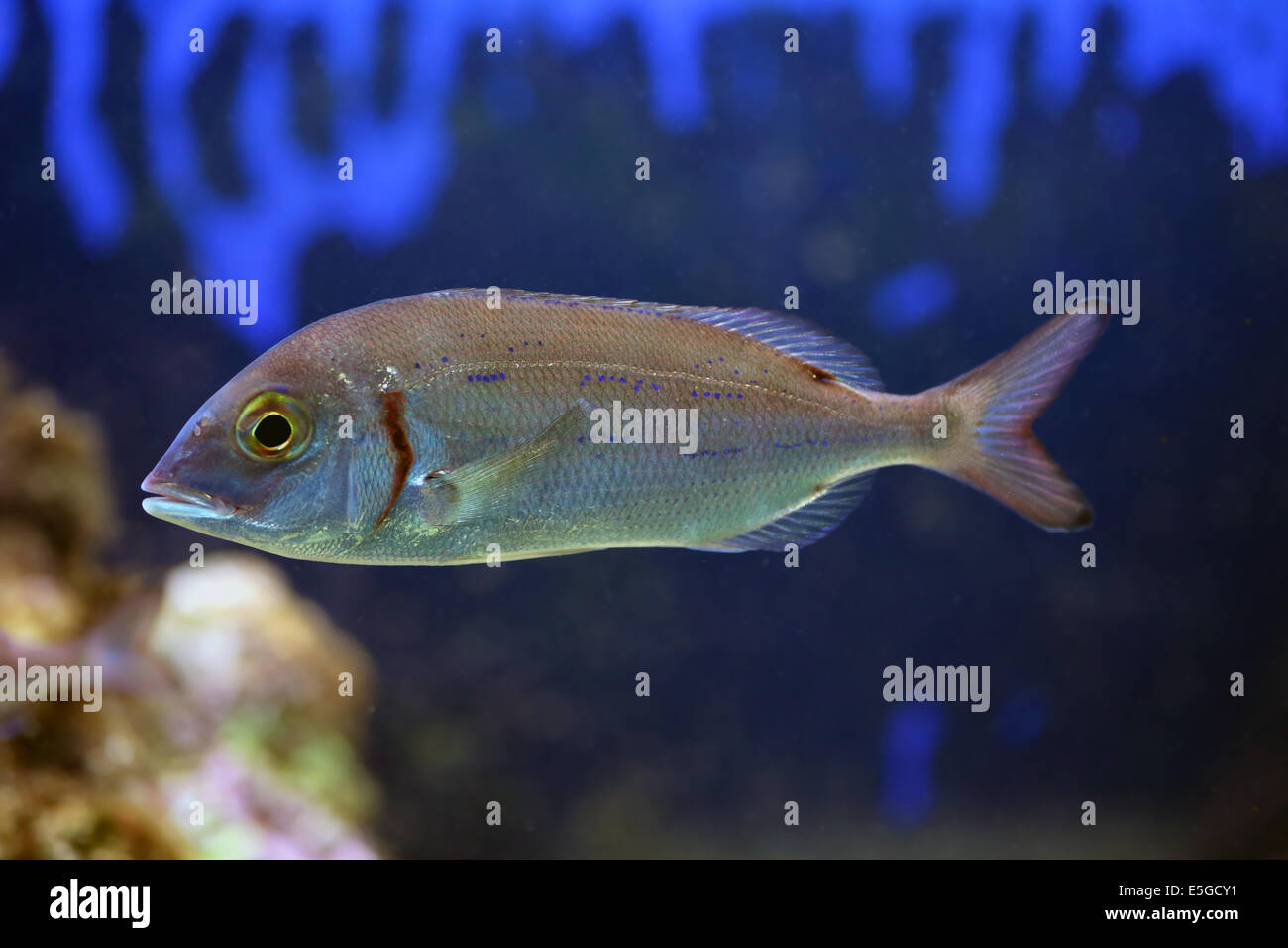 A fish swimming in an aquarium Stock Photo - Alamy