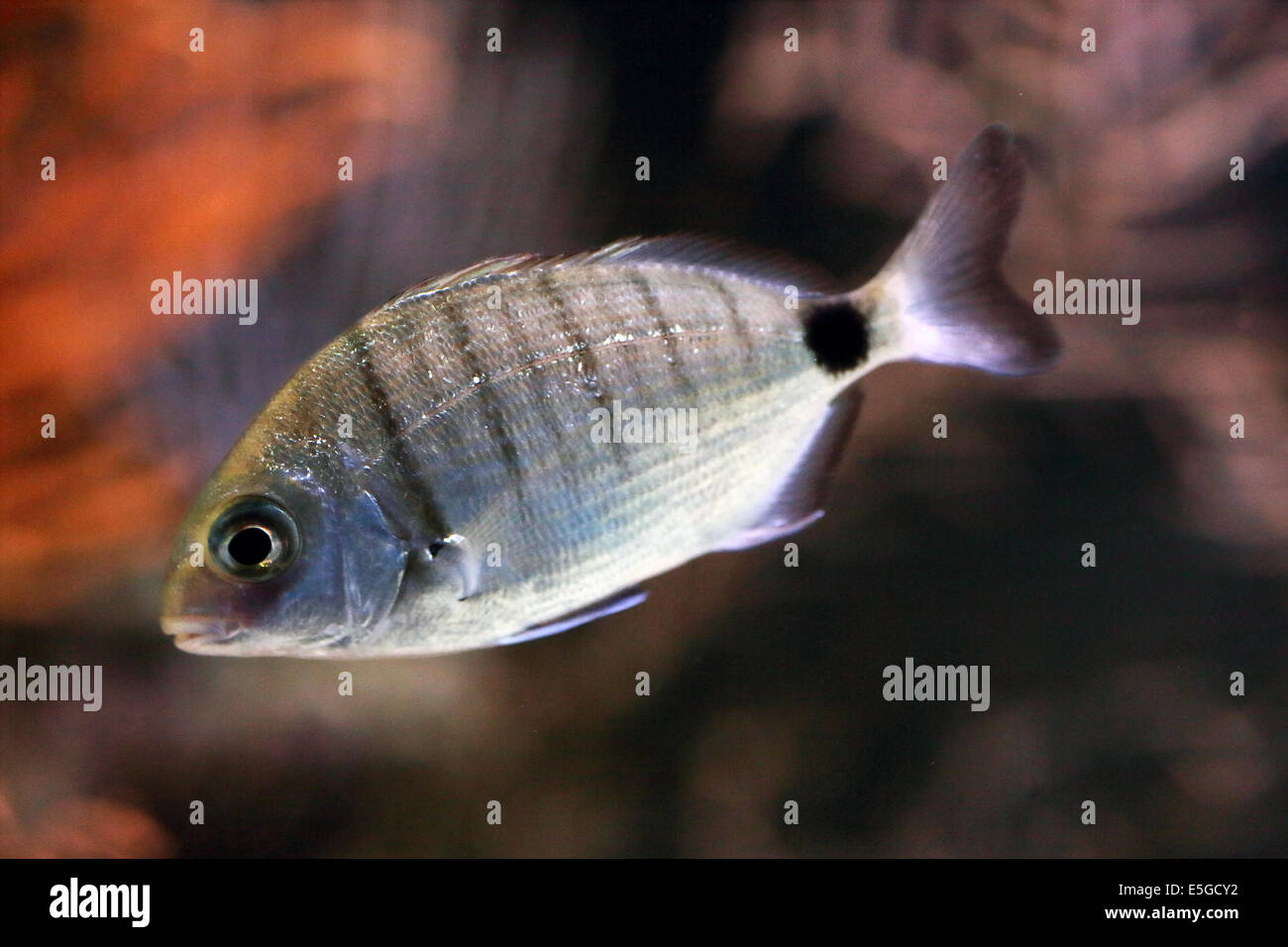 A striated fish swimming in aquarium Stock Photo - Alamy