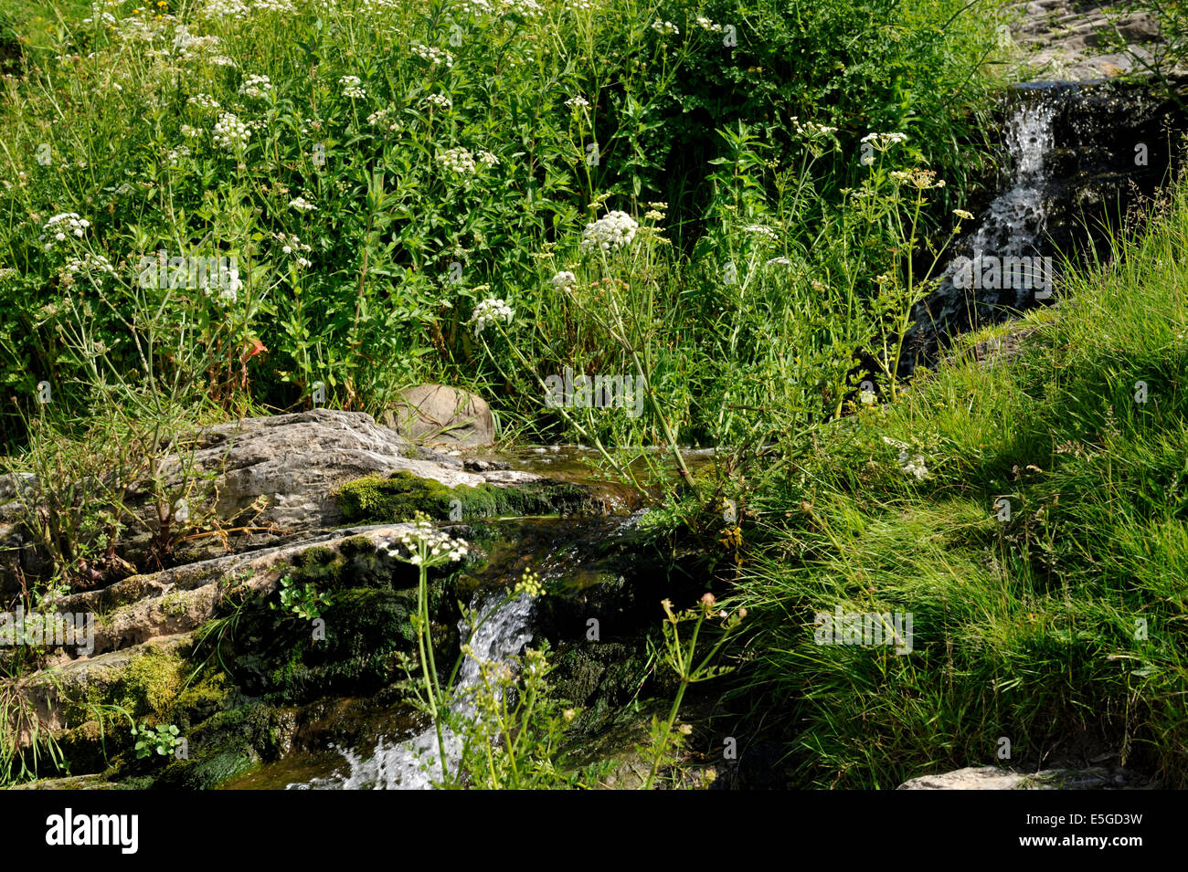 Trickling brook hi-res stock photography and images - Alamy