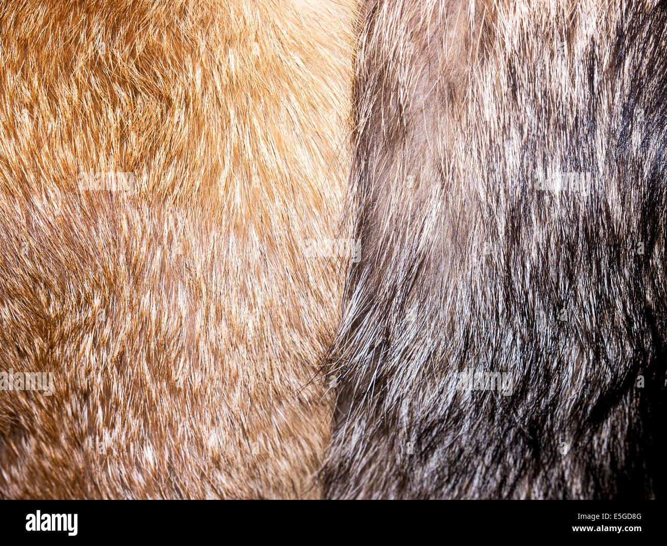 Beaver beautiful animal image hi-res stock photography and images - Alamy