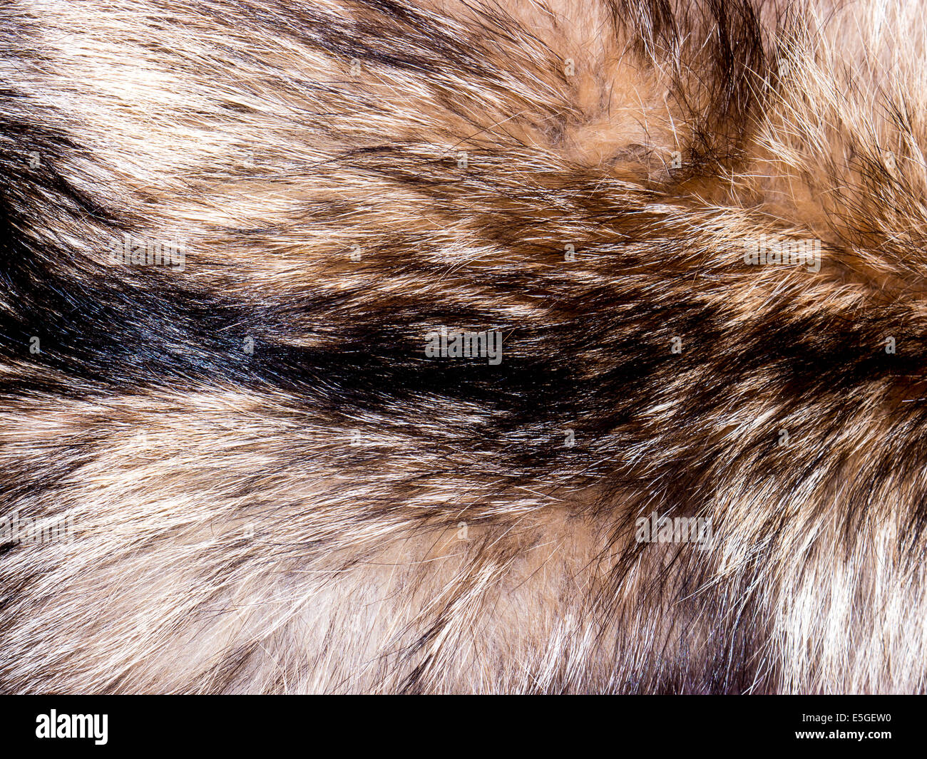 Beaver beautiful animal image hi-res stock photography and images - Alamy