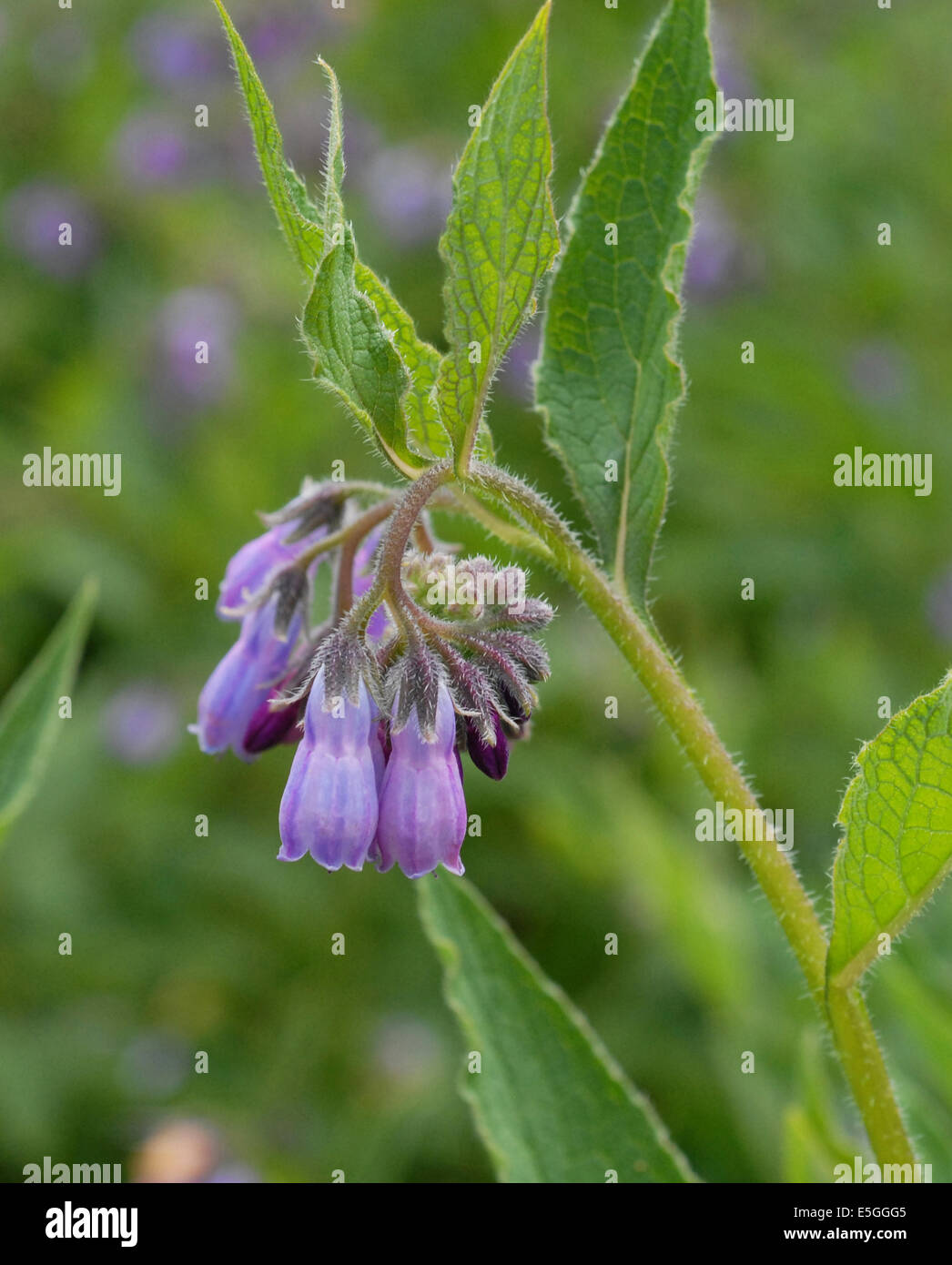 Growing comfrey hi-res stock photography and images - Alamy