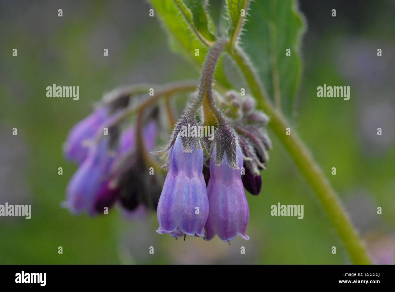 Comfrey fertiliser hi-res stock photography and images - Alamy
