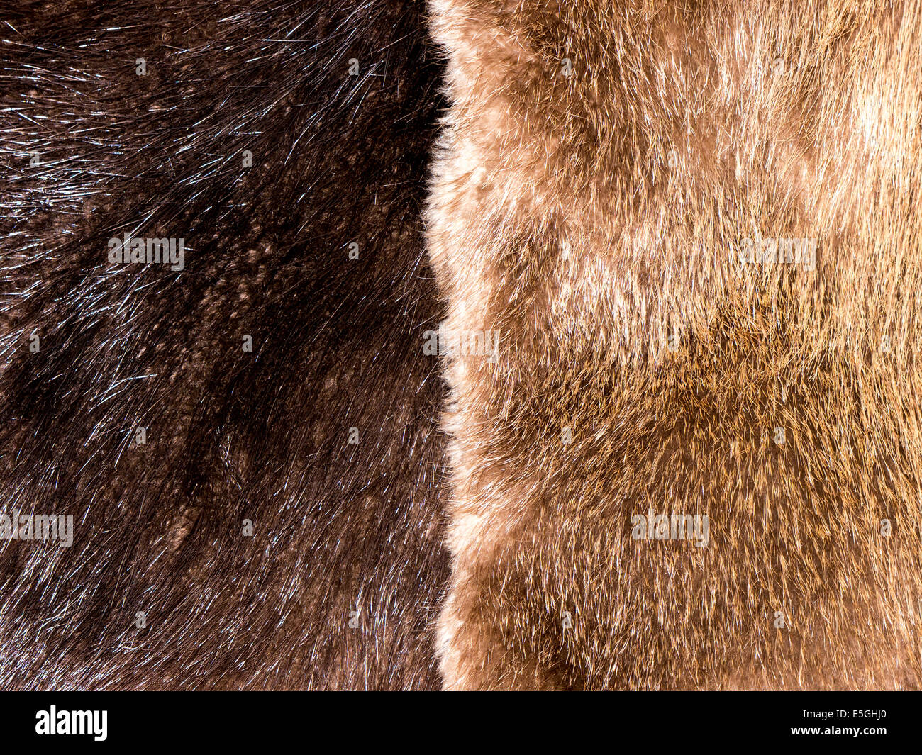 Beaver beautiful animal image hi-res stock photography and images - Alamy