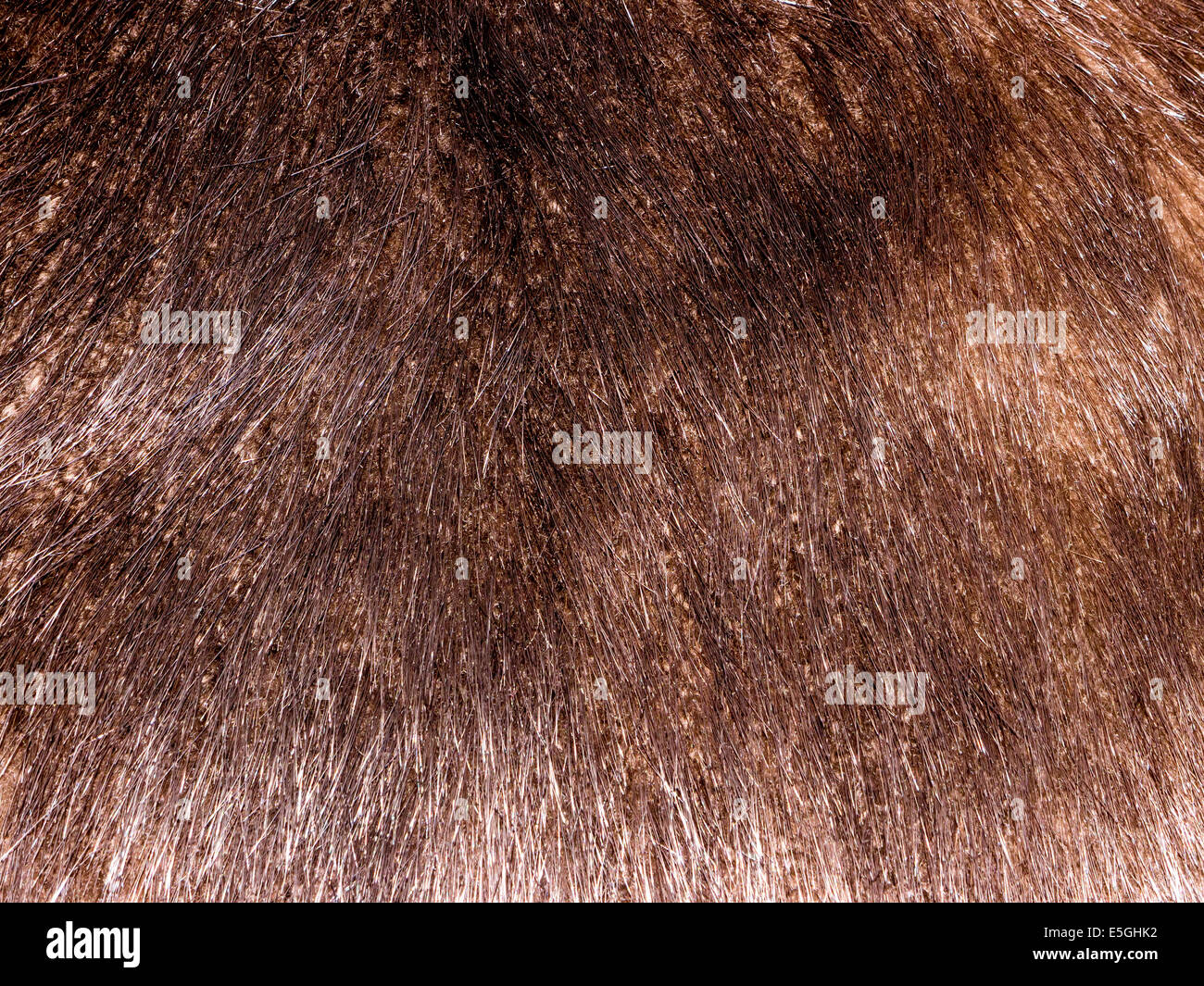 Beaver beautiful animal image hi-res stock photography and images - Alamy