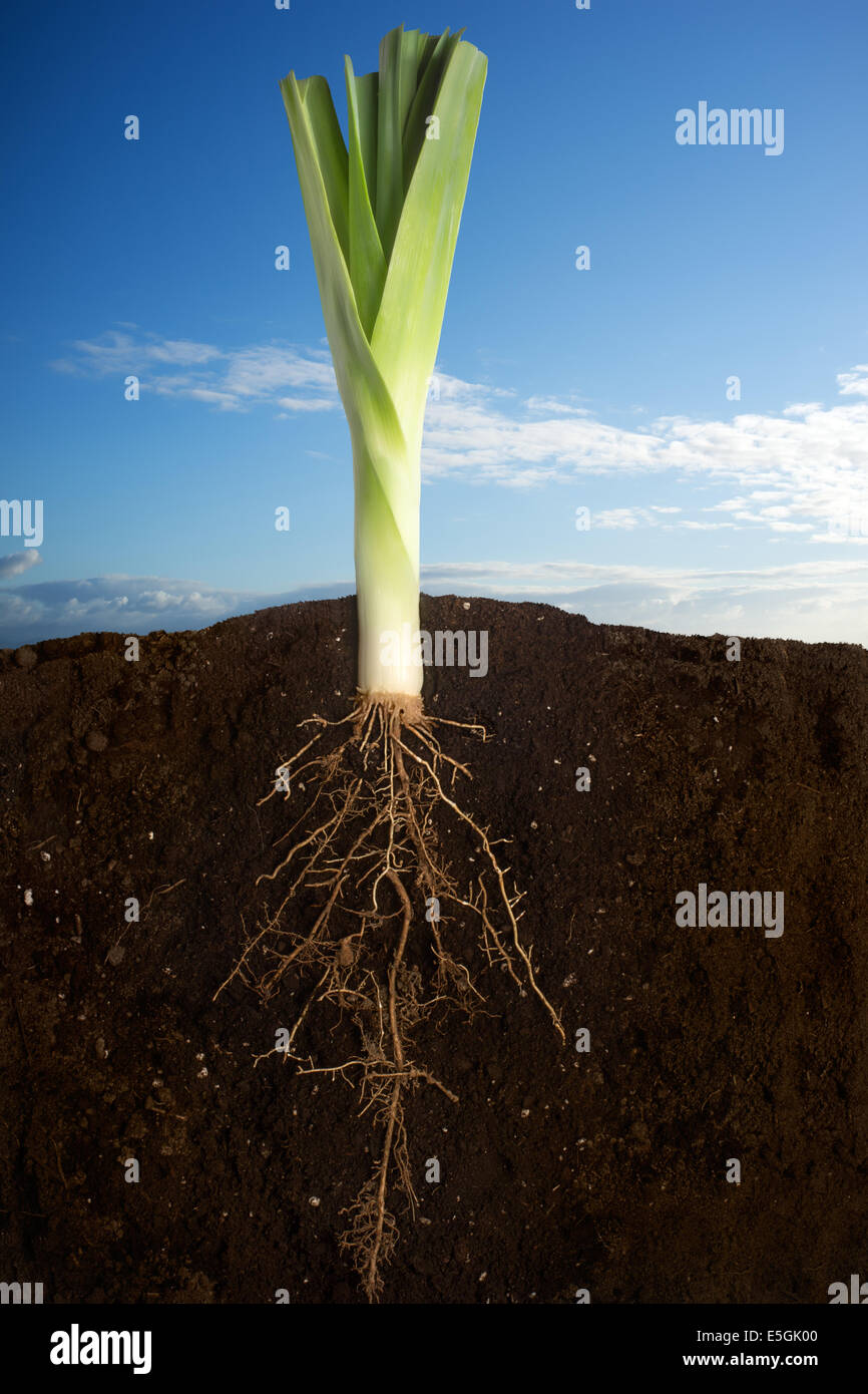 Side view of a closeup of leek with the roots in the ground and sky ...