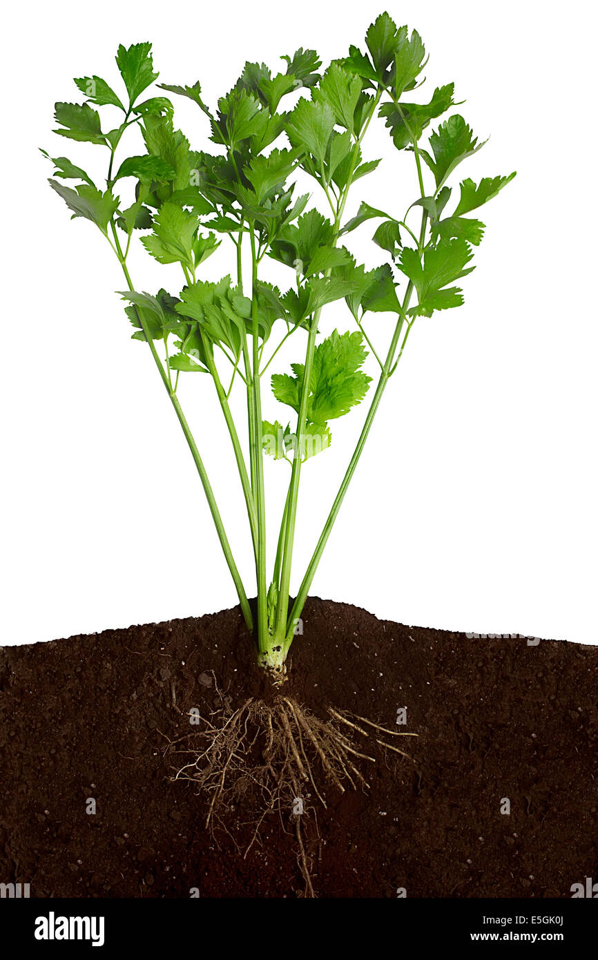 Side view of a closeup of celery with the roots in the ground Stock ...