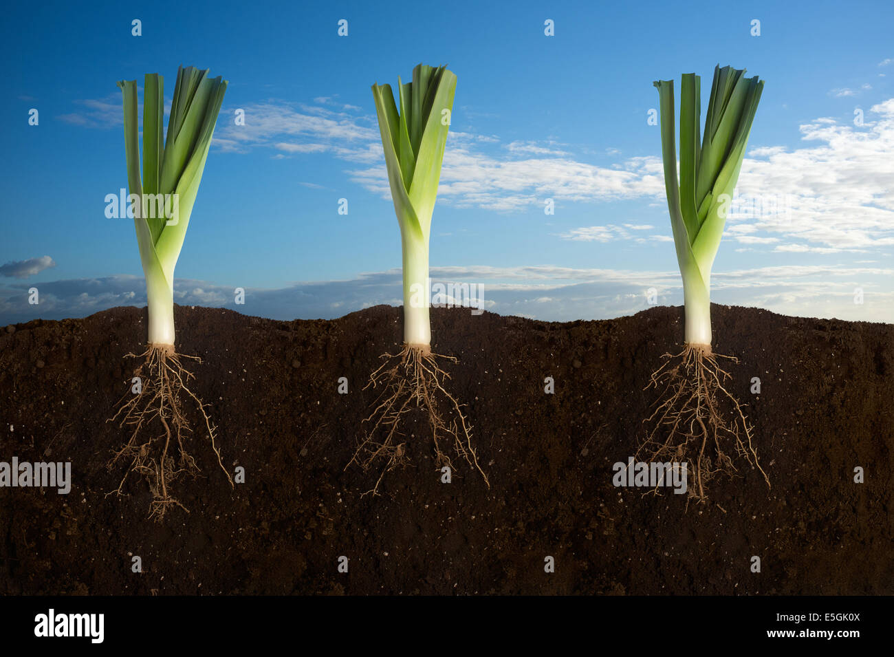 Plant Roots Side View