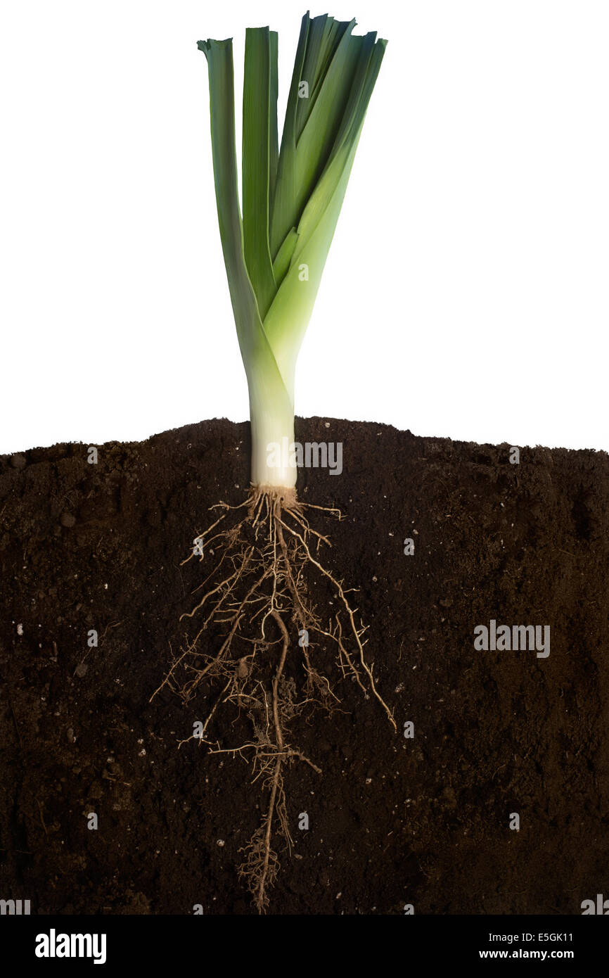 Plant Roots Side View