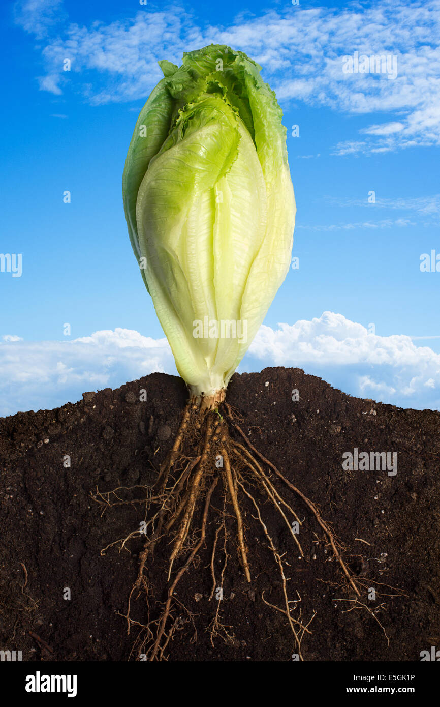Lettuces growing in a greenhouse hi-res stock photography and images ...