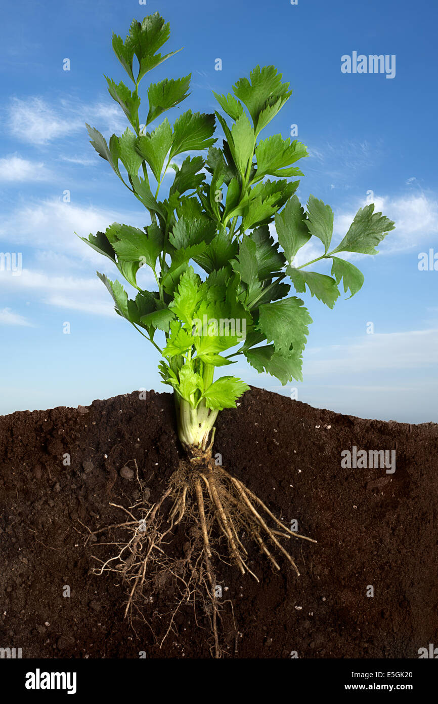 Closeup of celery with the roots in the ground with sky panorama. Side ...