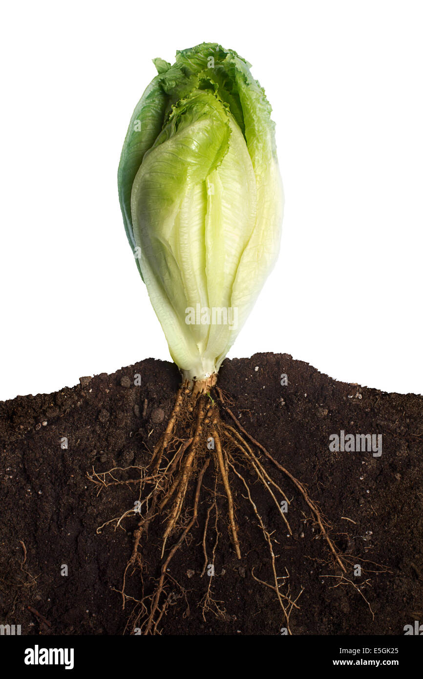 Lettuce roots hi-res stock photography and images - Alamy
