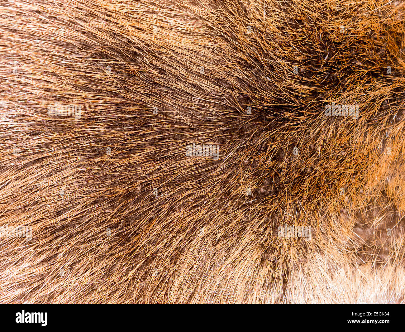Beaver beautiful animal image hi-res stock photography and images - Alamy