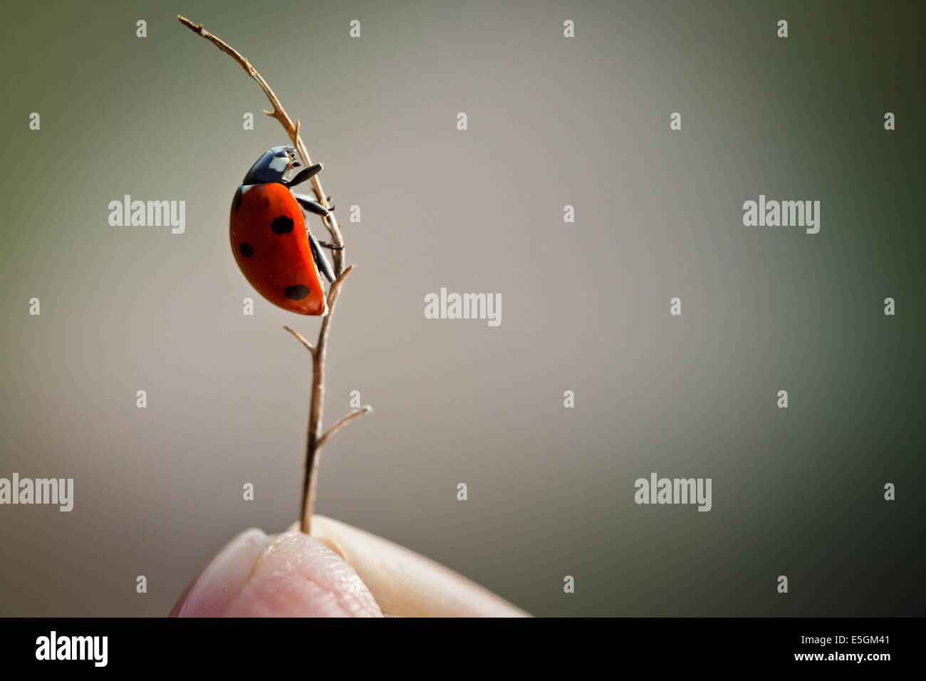 Size of a stick hi-res stock photography and images - Alamy