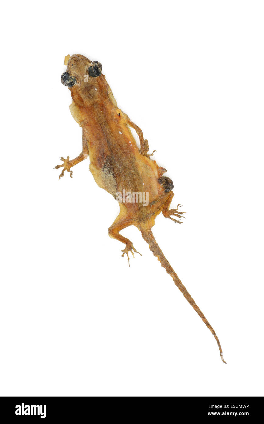 Lizard skeleton hi-res stock photography and images - Alamy