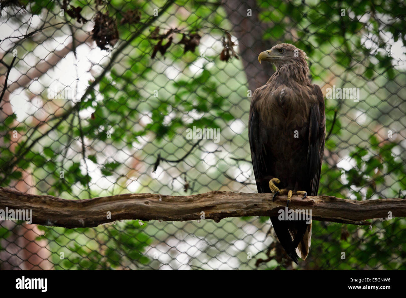 erne sitting on a branch Stock Photo - Alamy