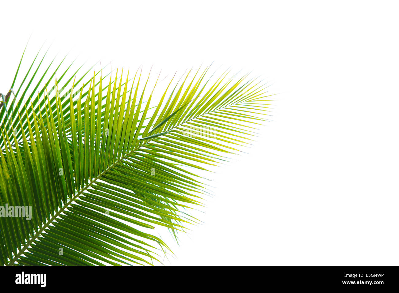 Curve of palm leaf hi-res stock photography and images - Alamy