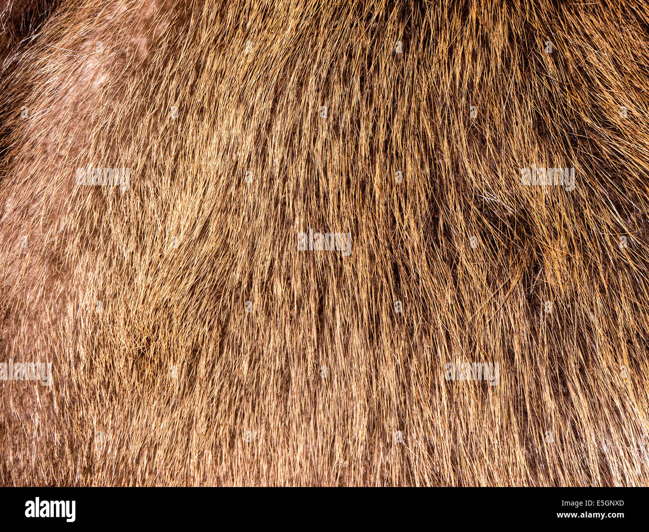 Beaver beautiful animal image hi-res stock photography and images - Alamy