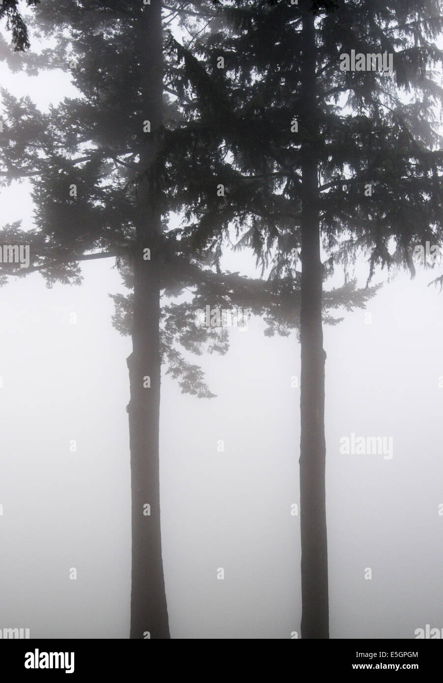 Shadows and fog hi-res stock photography and images - Alamy