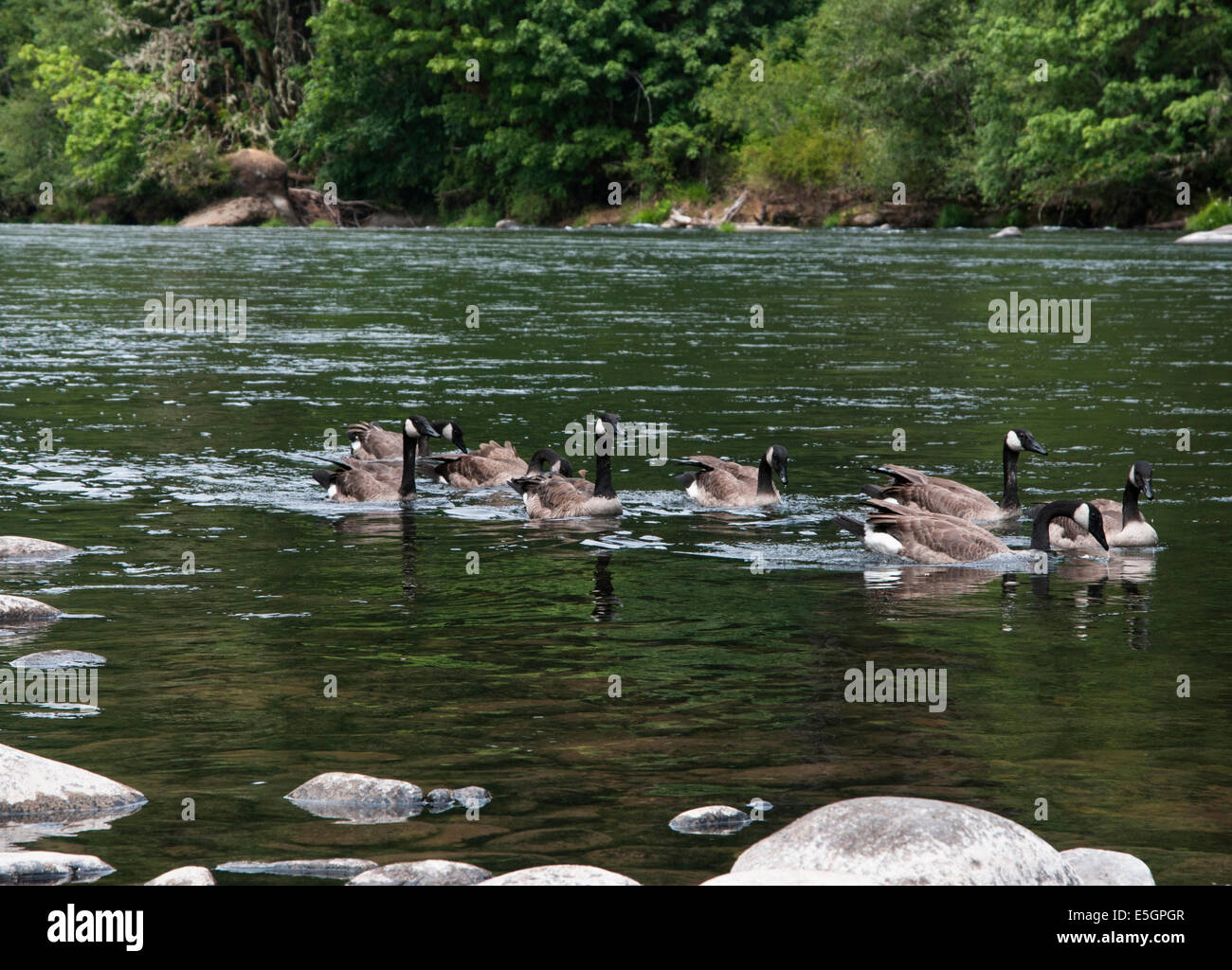 A small flock of geese swimming on the North Santiam River, Oregon ...