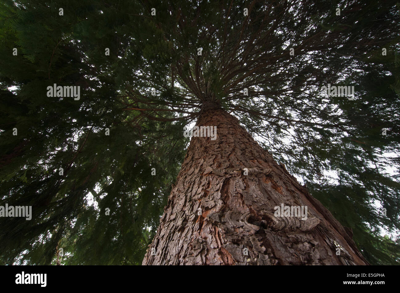 A tree shot from below Stock Photo - Alamy