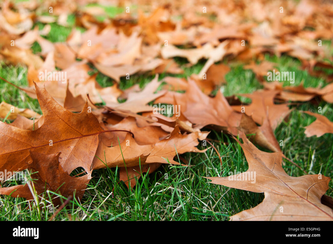 Dead leaf pile photo hi-res stock photography and images - Alamy