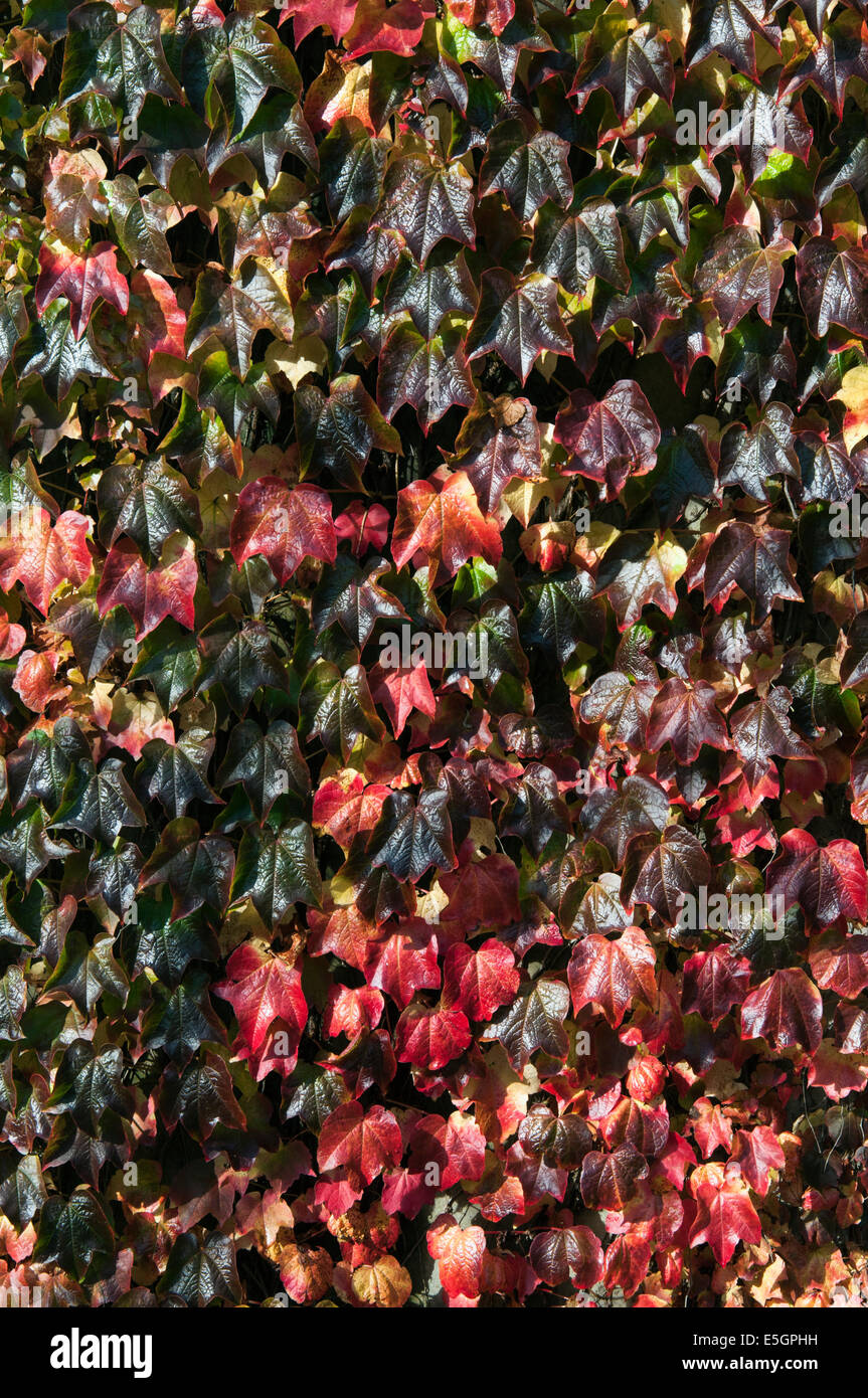 Colorful ivy hi-res stock photography and images - Alamy