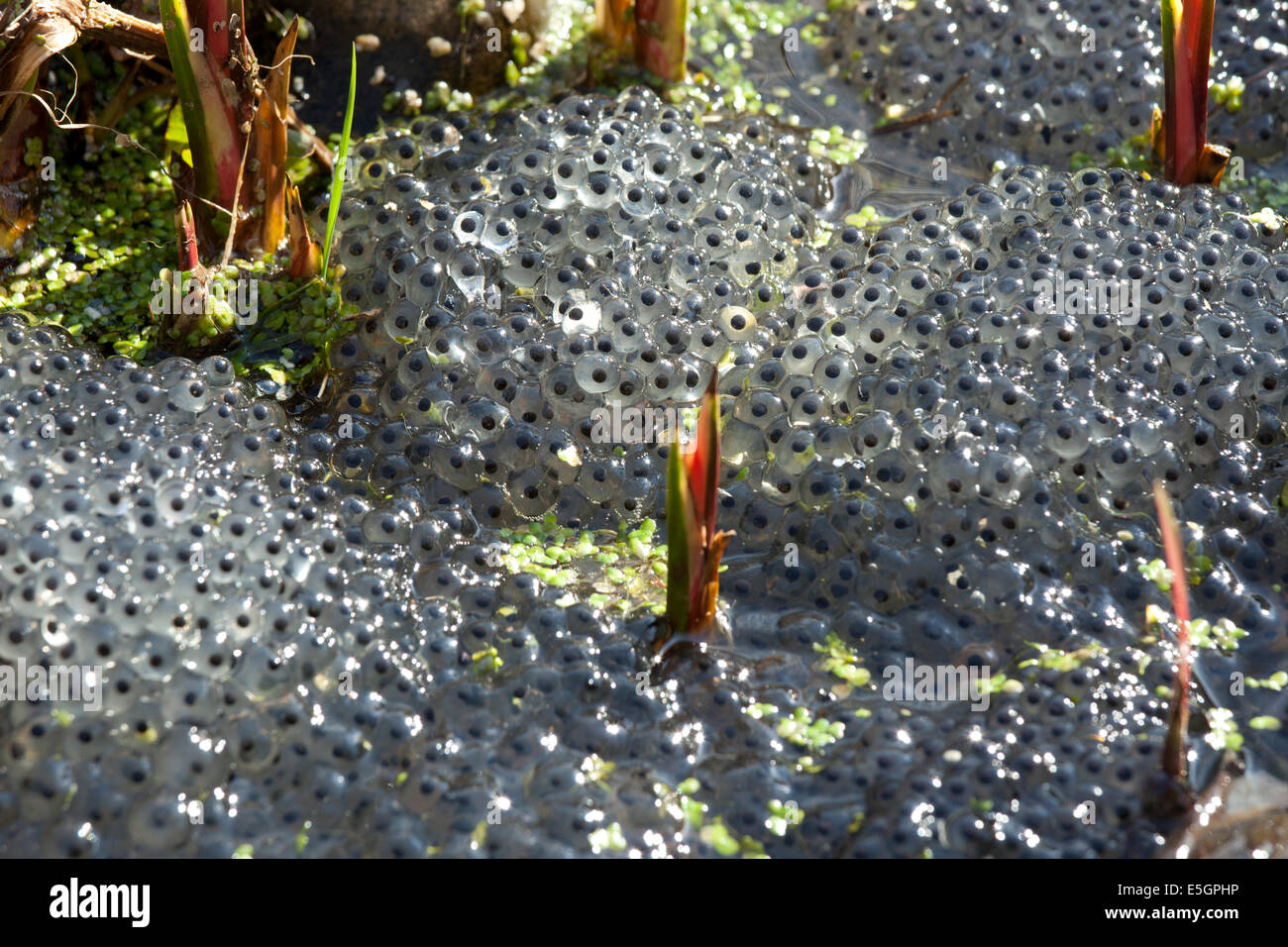 Frogspawn hi-res stock photography and images - Alamy