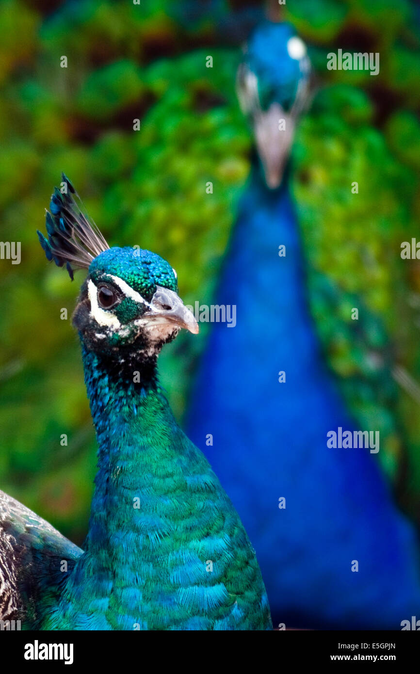 A pair of peacocks Stock Photo - Alamy