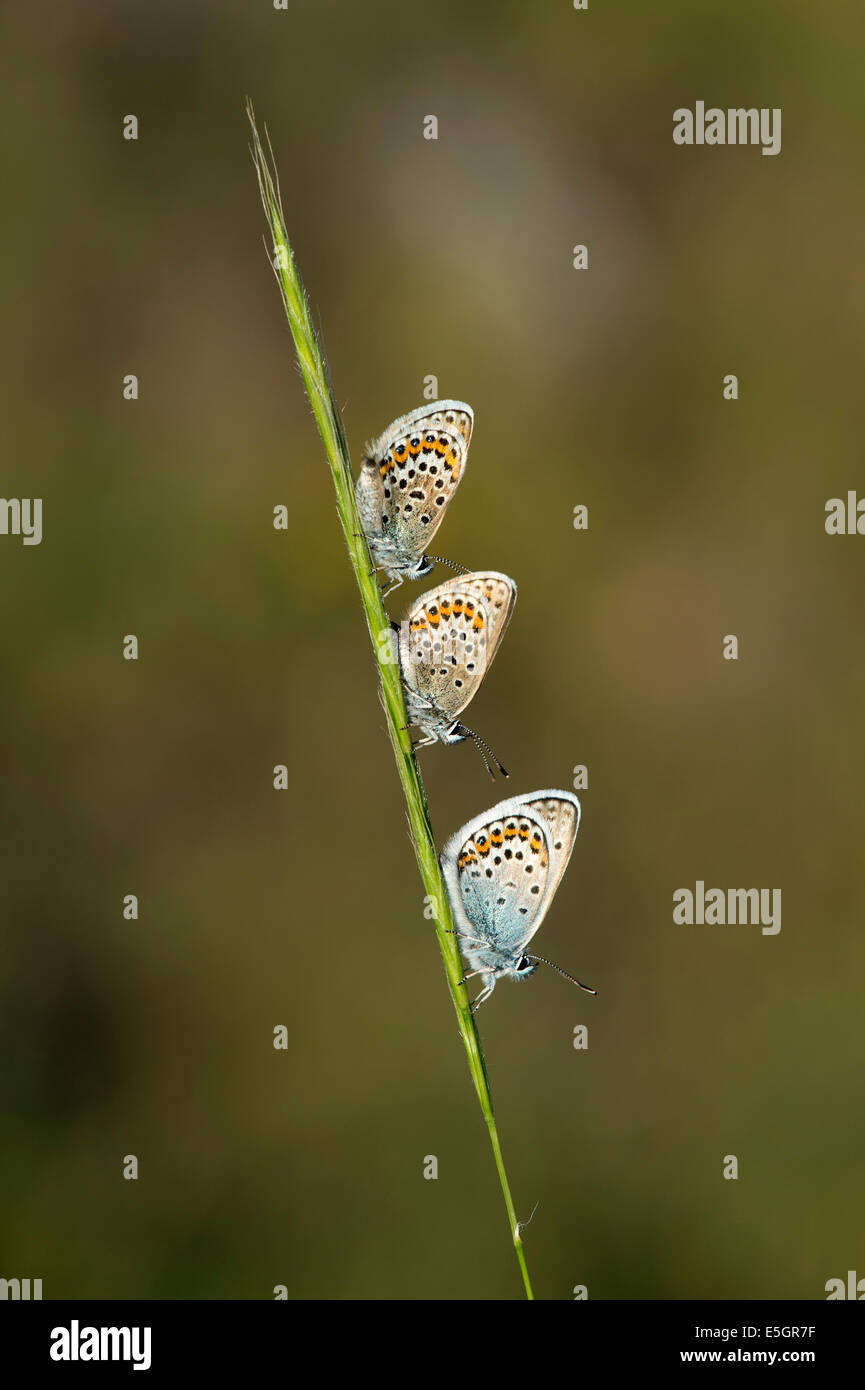 Silver studded blue butterfly hi-res stock photography and images - Alamy
