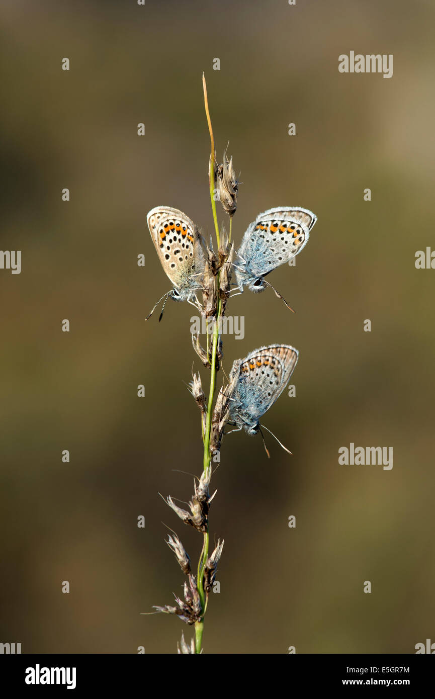 Silver-studded blue butterfly (Plebejus argus) - UK Stock Photo - Alamy