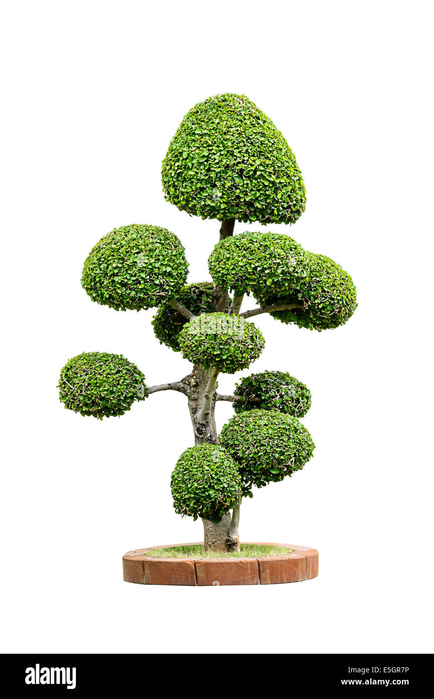 Dwarf tree isolated on white background Stock Photo - Alamy