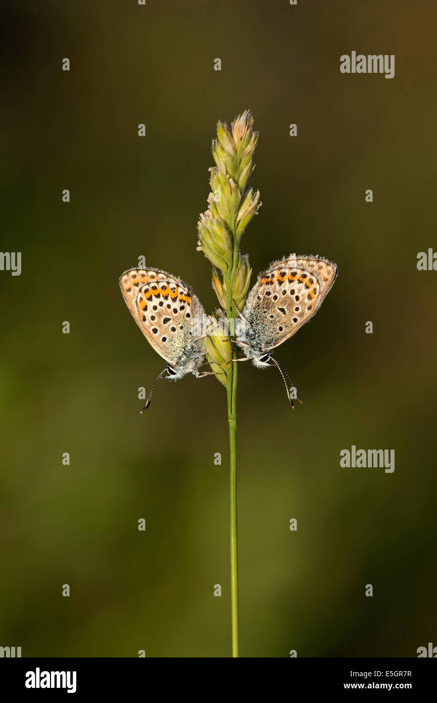 Silver-studded blue butterfly (Plebejus argus) - UK Stock Photo - Alamy