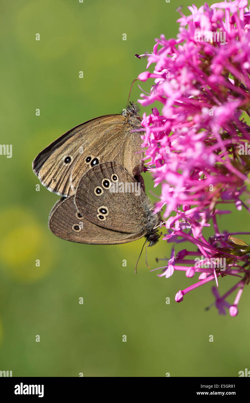 Ringlet butterfly (Aphantopus hyperantus), UK Stock Photo - Alamy