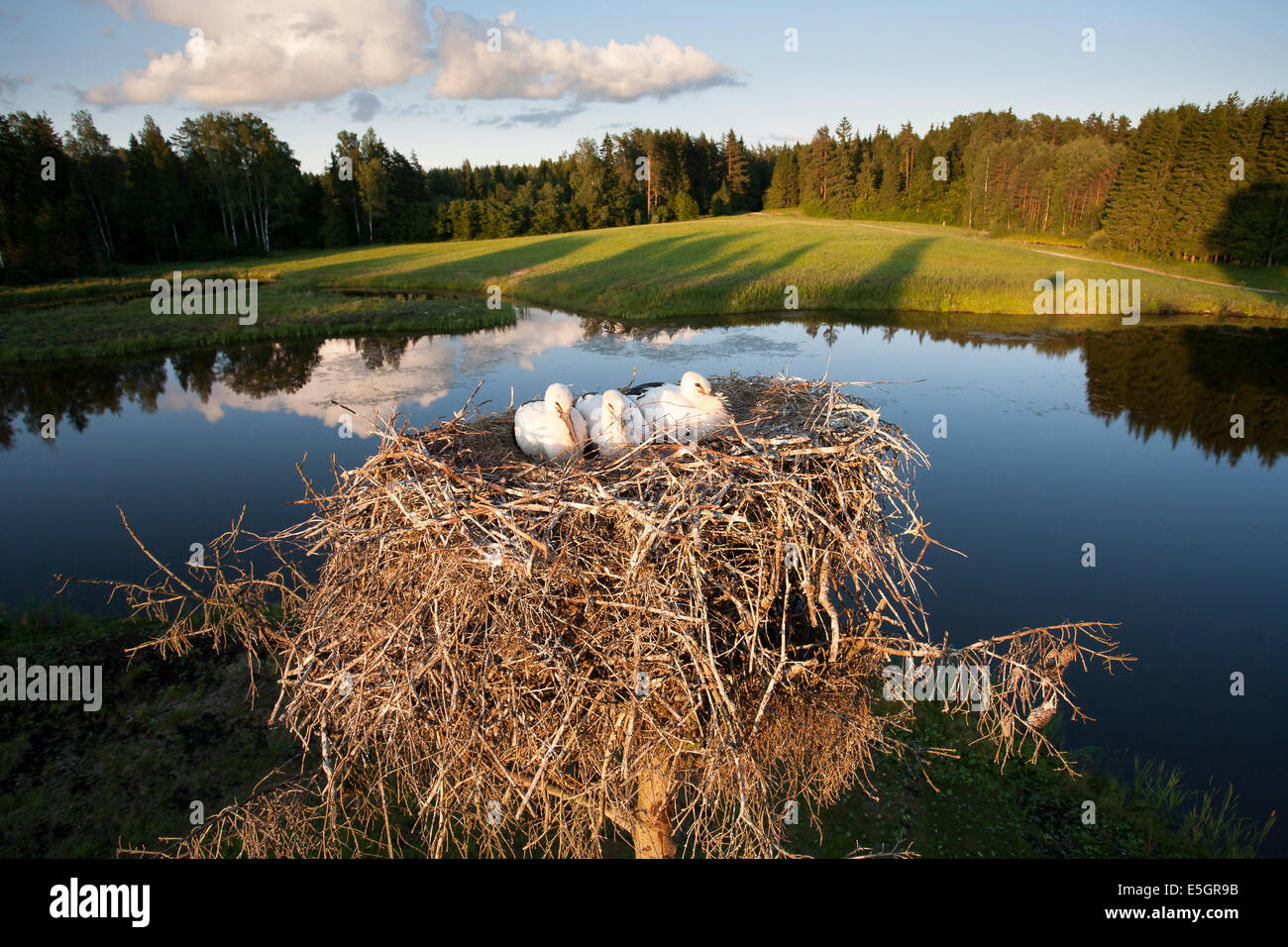 White stork chicks resting in nest Stock Photo - Alamy