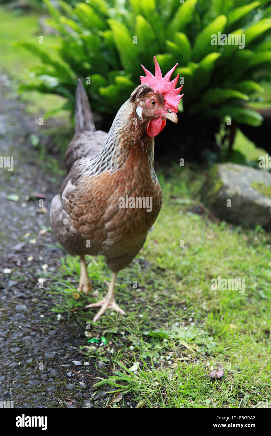 Welsummer Hen High Resolution Stock Photography and Images - Alamy