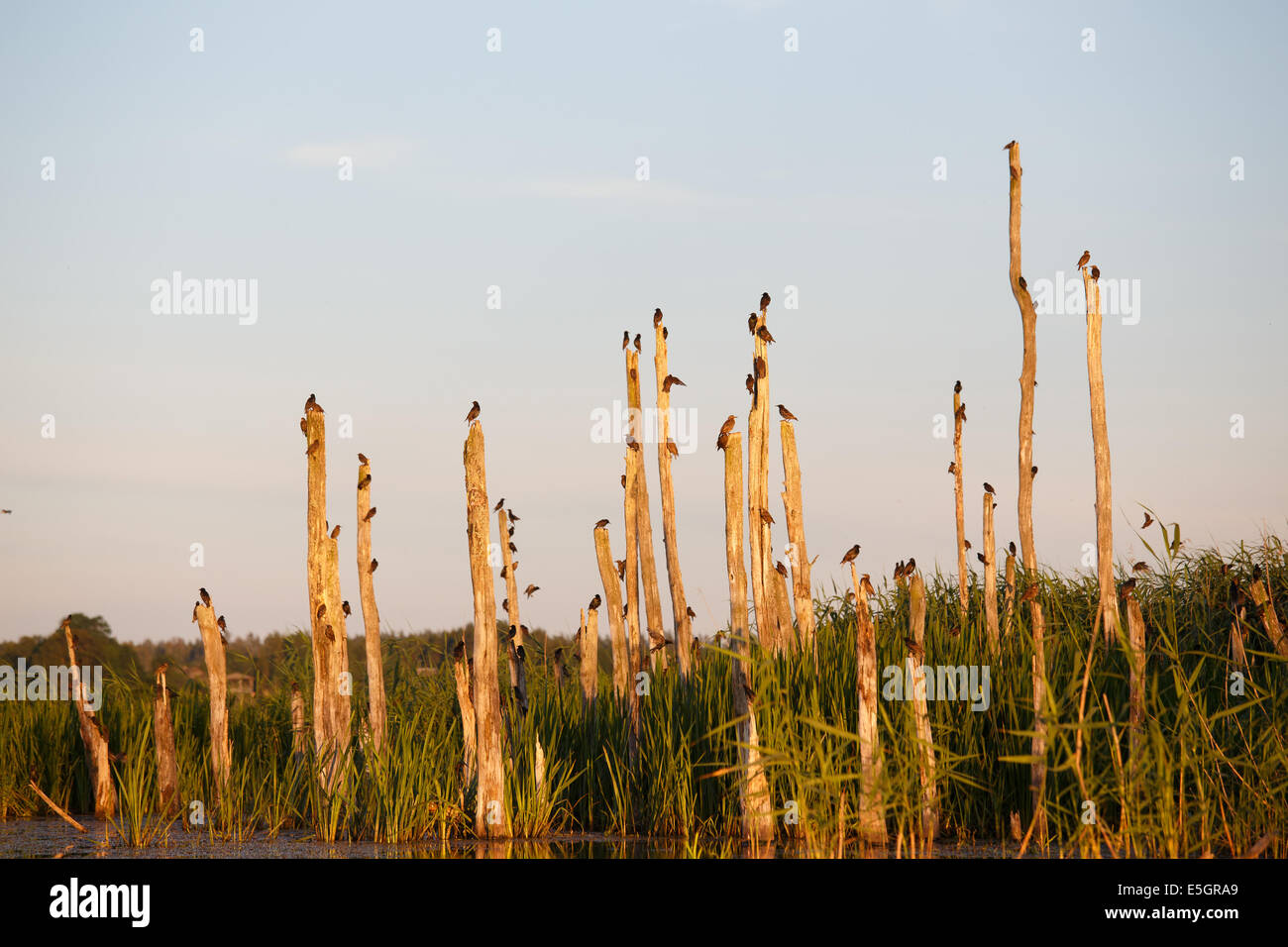Dead trees stem hi-res stock photography and images - Alamy