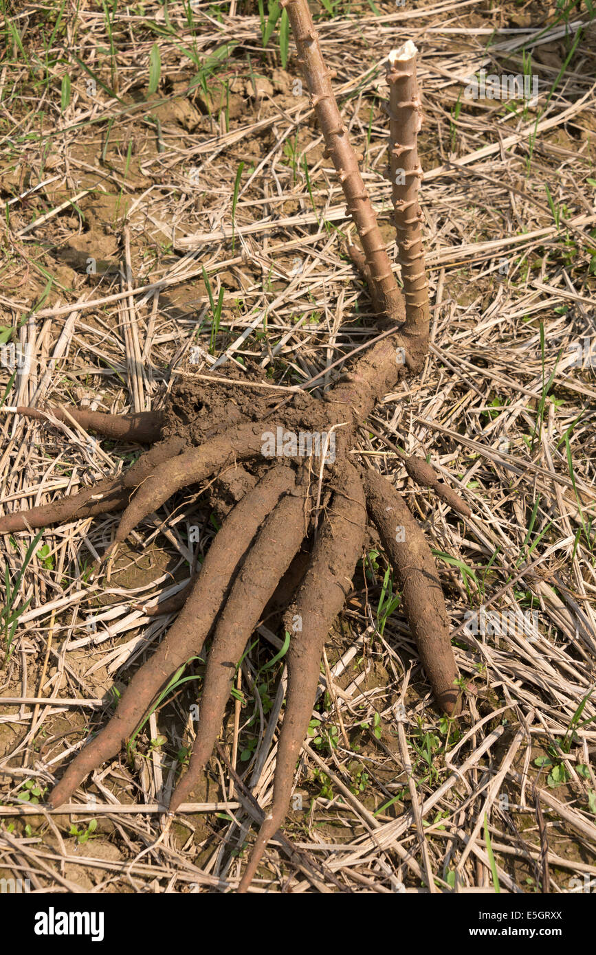 Kamoteng kahoy hi-res stock photography and images - Alamy