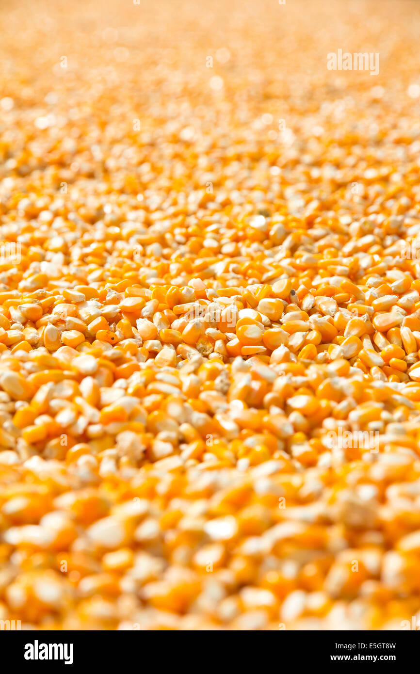 corn seed background Stock Photo - Alamy