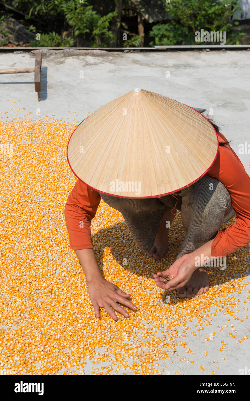 Drying maize kernels in the sunshine. Hanoi Province, Socialist ...