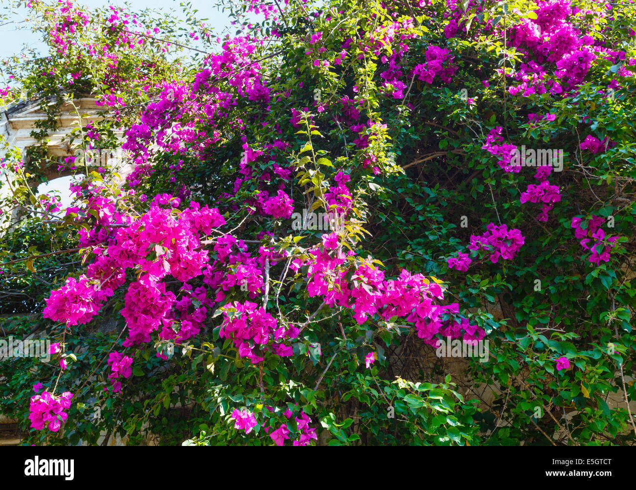Wall of old house and flowering tree Stock Photo - Alamy
