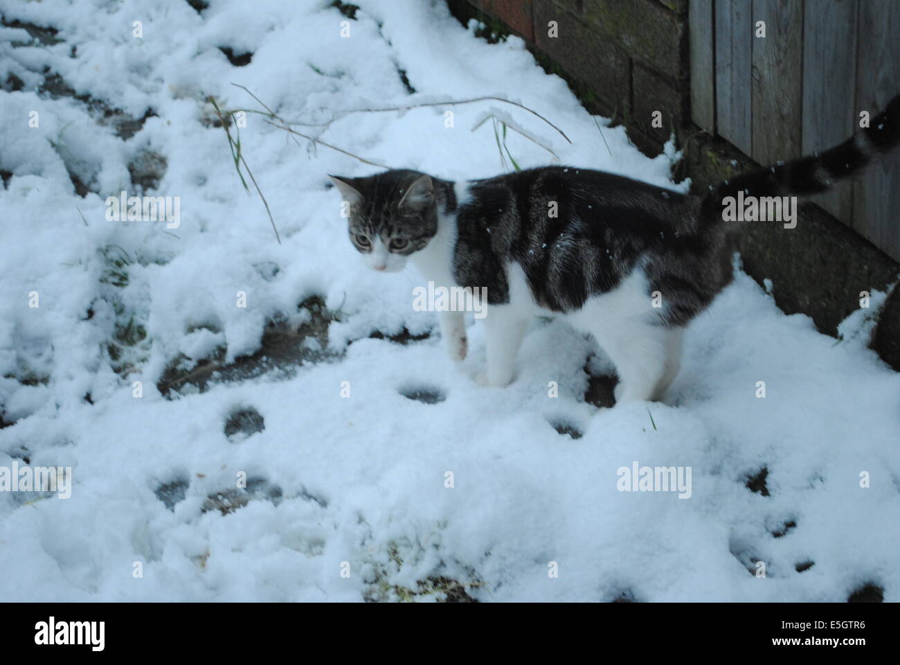 Tabby cat in snow Stock Photo - Alamy