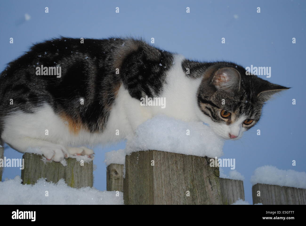 Tabby cat in snow Stock Photo - Alamy