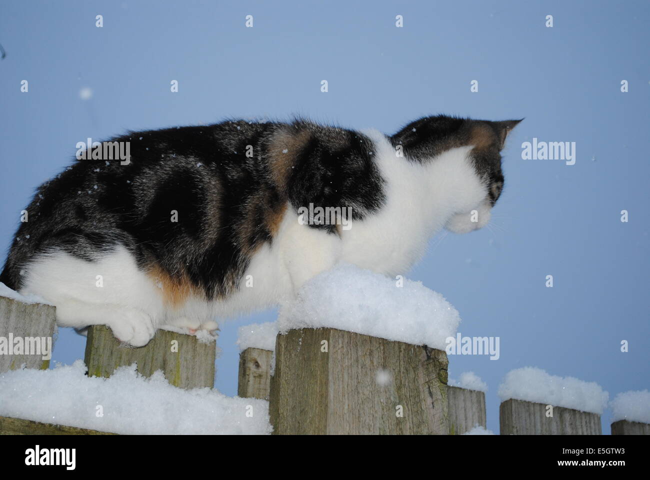 Tabby cat in snow Stock Photo - Alamy